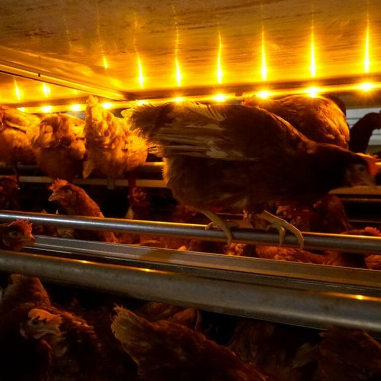 Product categories Egg Production : Clark AG Systems